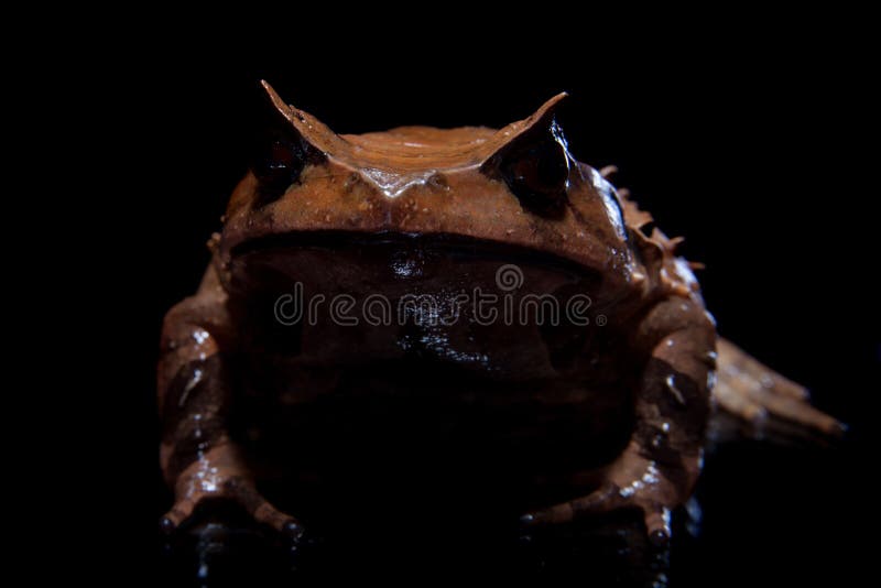 523 Sapo Negro Grande Fotos de stock - Fotos libres de regalías de ...