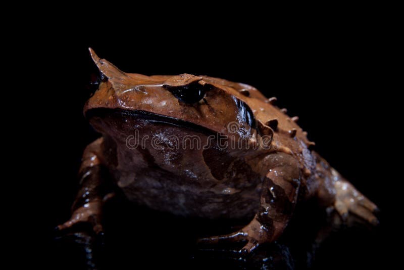 523 Sapo Negro Grande Fotos de stock - Fotos libres de regalías de ...