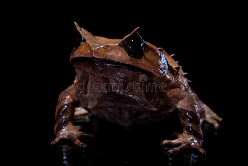 523 Sapo Negro Grande Fotos de stock - Fotos libres de regalías de ...