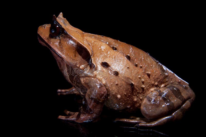 523 Sapo Negro Grande Fotos de stock - Fotos libres de regalías de ...