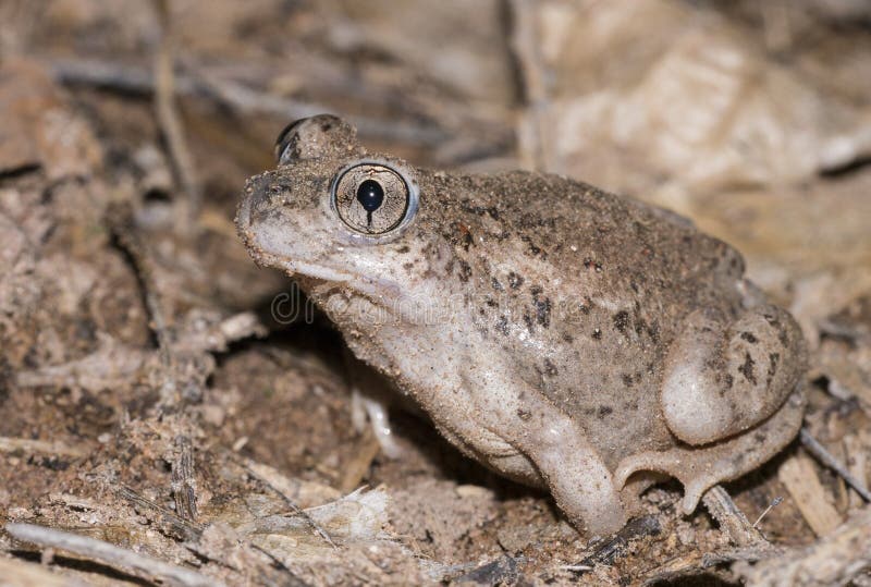 Sapo de spadefoot mexicano foto de archivo. Imagen de sapo - 76676494