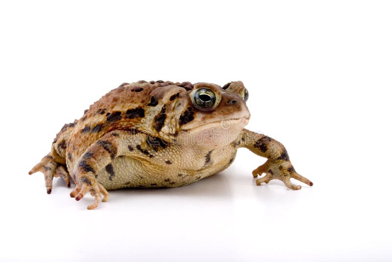 36,368 Fotos de Stock de Sapo Feio - Fotos de Stock Gratuitas e Sem ...