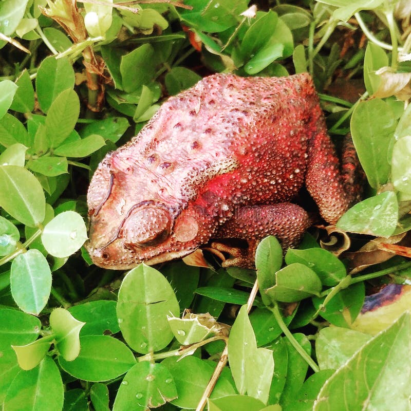 Sapo dormindo nas folhas imagem de stock. Imagem de dormir - 227918271