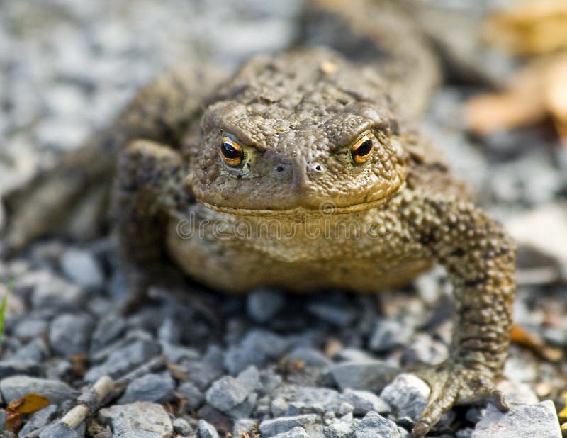 Sapo dourado imagem de stock. Imagem de chinês, isolado - 7332277