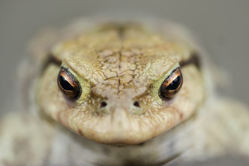 259 Sapo En El Agua Bufo De Bufo Fotos de stock - Fotos libres de ...