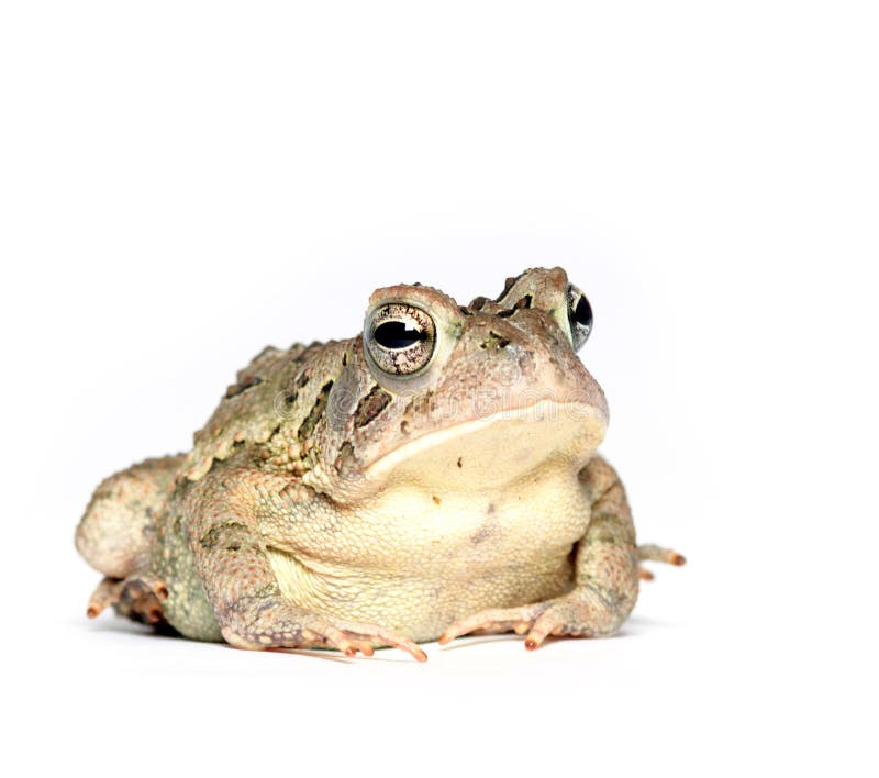 Sapo en el fondo blanco imagen de archivo. Imagen de ranas - 144215965
