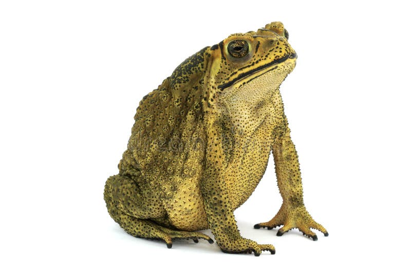 Sapo en el fondo blanco foto de archivo. Imagen de teniendo - 100471170