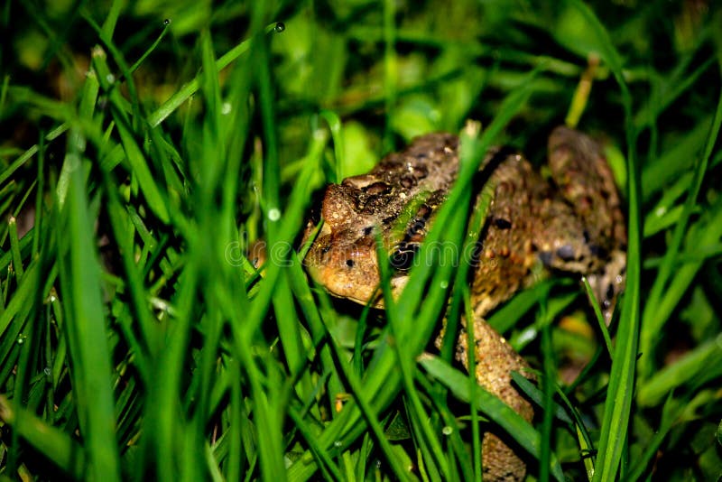 Sapo negro grande imagen de archivo. Imagen de fango - 39780529