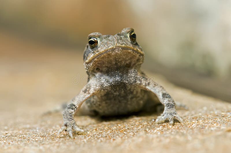 Sapo enojado imagen de archivo. Imagen de enojado, sapo - 3159073