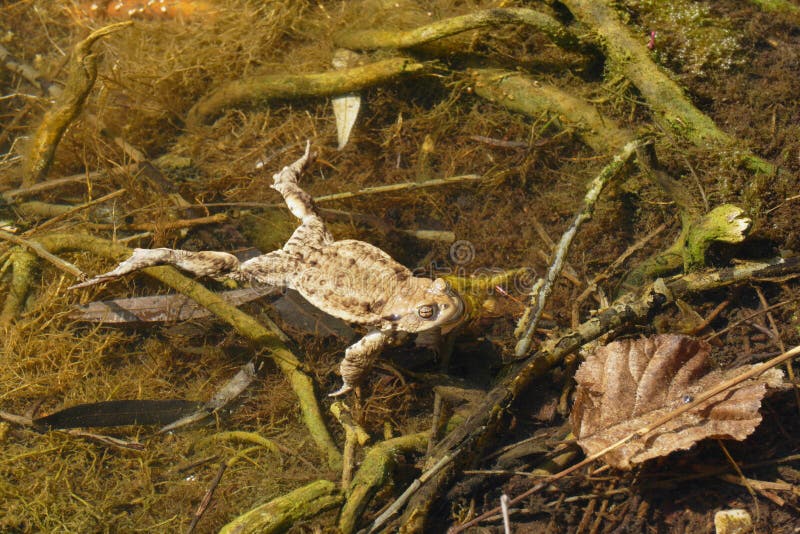 Sapo feo foto de archivo. Imagen de macro, primer, ambiente - 116315692