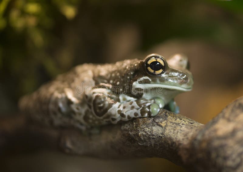 Sapo Fogo-inchado, imagem de stock. Imagem de animal - 36293437