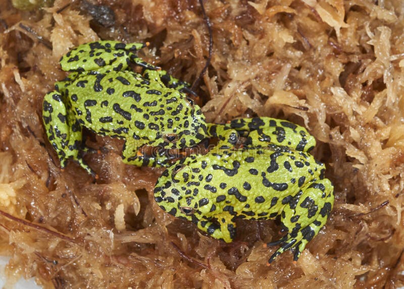 Sapo Fogo-inchado No Branco Imagem de Stock - Imagem de rastejar ...