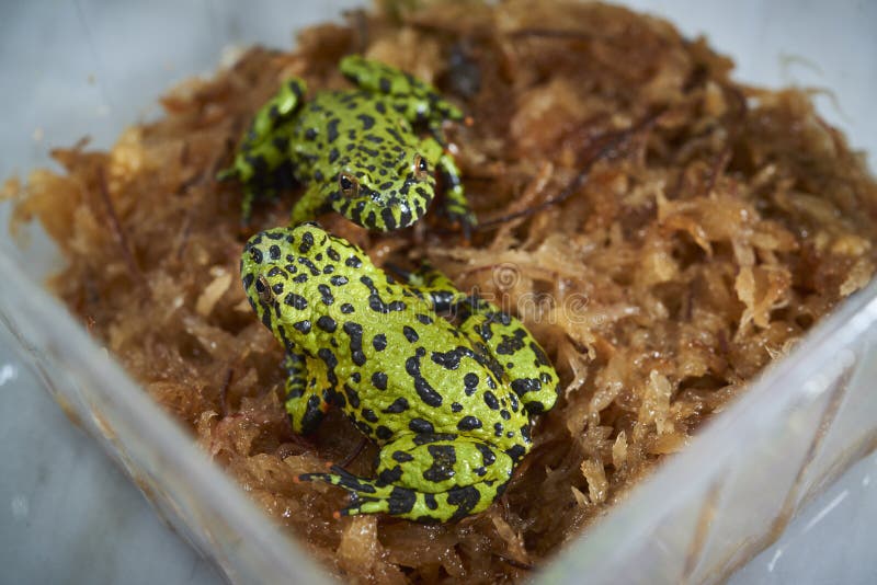 Sapo Fogo-inchado No Branco Foto de Stock - Imagem de fofofo, verde ...