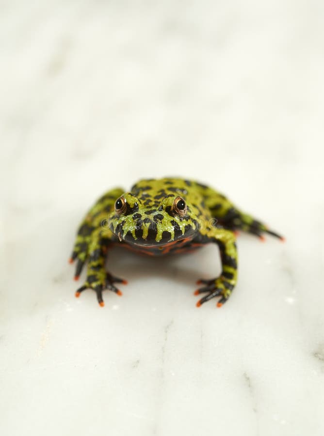 Sapo Fogo-inchado No Branco Imagem de Stock - Imagem de fundo, frio ...