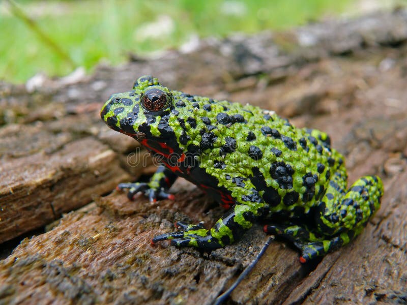 Sapo Fuego-hecho bolso 10 foto de archivo. Imagen de materia - 3052536