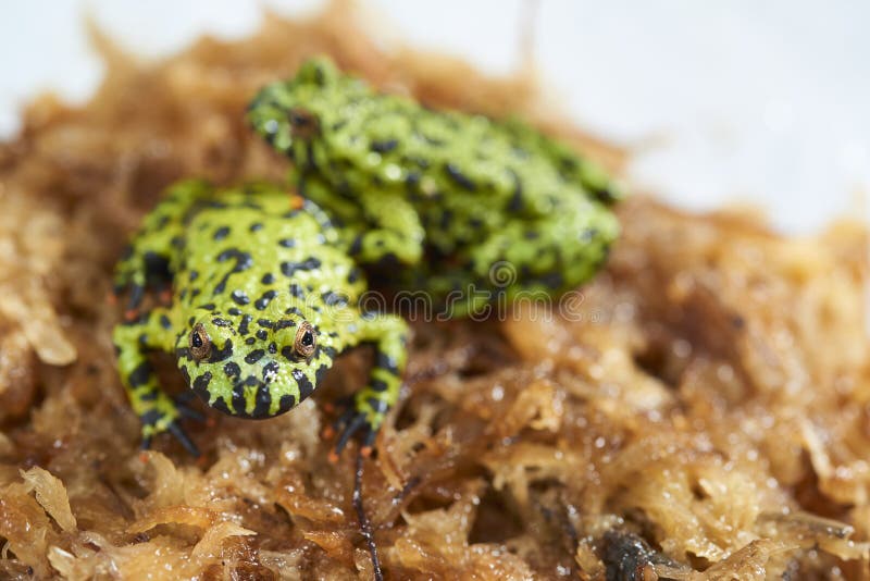 Sapo Fuego-hinchado En Blanco Imagen de archivo - Imagen de blanco ...
