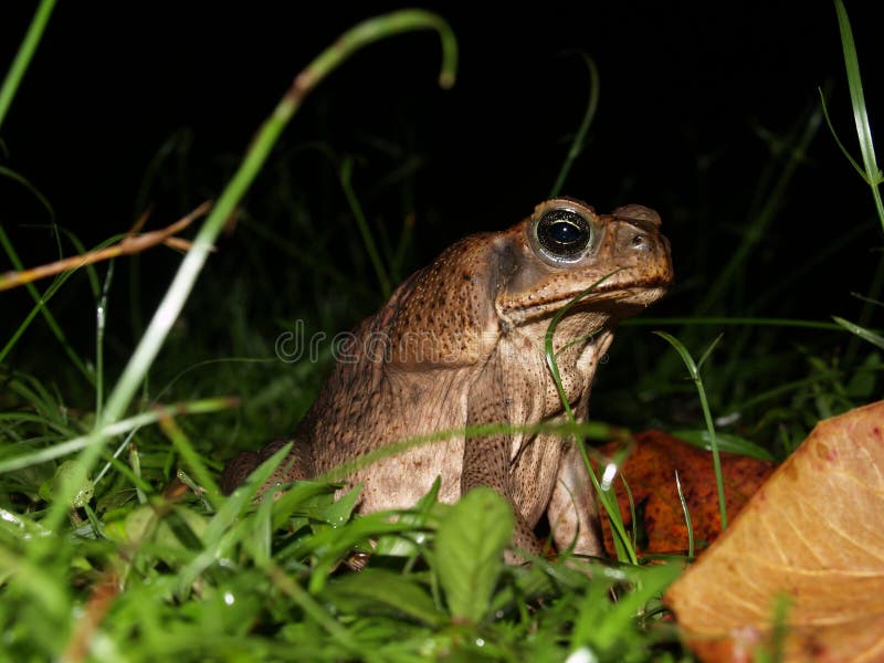 El Sapo Gigante Invade La Yarda Del Sur De La Florida Imagen de archivo ...
