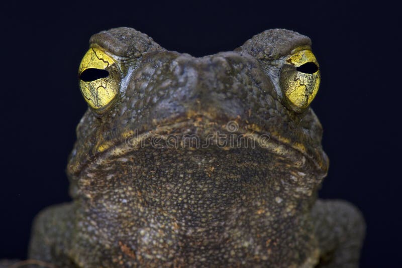 Sapo grande asiático foto de archivo. Imagen de fauna - 78922132