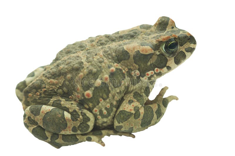 Sapo Grande (Bufonidae) Isolado Foto de Stock - Imagem de zoologia ...