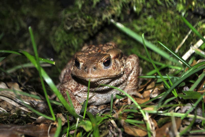 O sapo grande imagem de stock. Imagem de grande, sapo - 157783