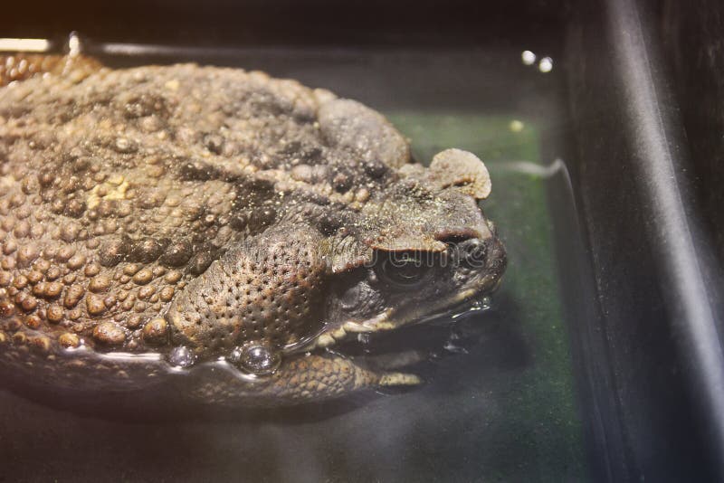 Sapo grande en el agua imagen de archivo. Imagen de verde - 144387525