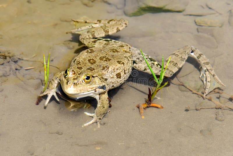 Sapo grande na lagoa foto de stock. Imagem de bizarra - 28751320