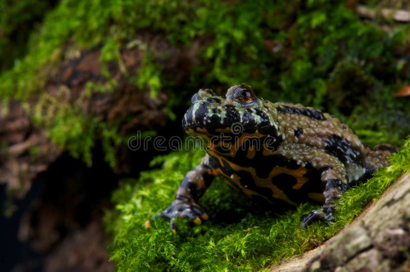 Sapo Incêndio-inchado foto de stock. Imagem de toxina - 22079734