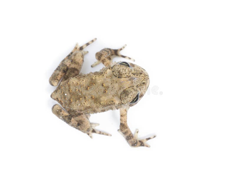 Sapo joven en blanco imagen de archivo. Imagen de especie - 150649071