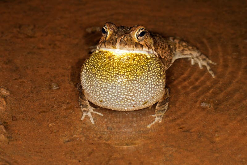 Sapo llamada gutural imagen de archivo. Imagen de rana - 65097725