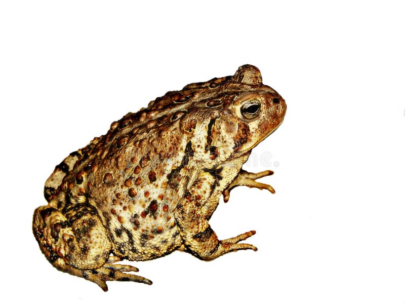Sapo Macro Isolado No Branco Imagem de Stock - Imagem de fofofo, grande ...