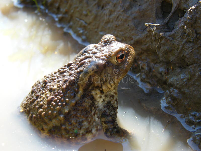 imágenes comunes del Sapo En Fango - los derechos de la transferencia ...