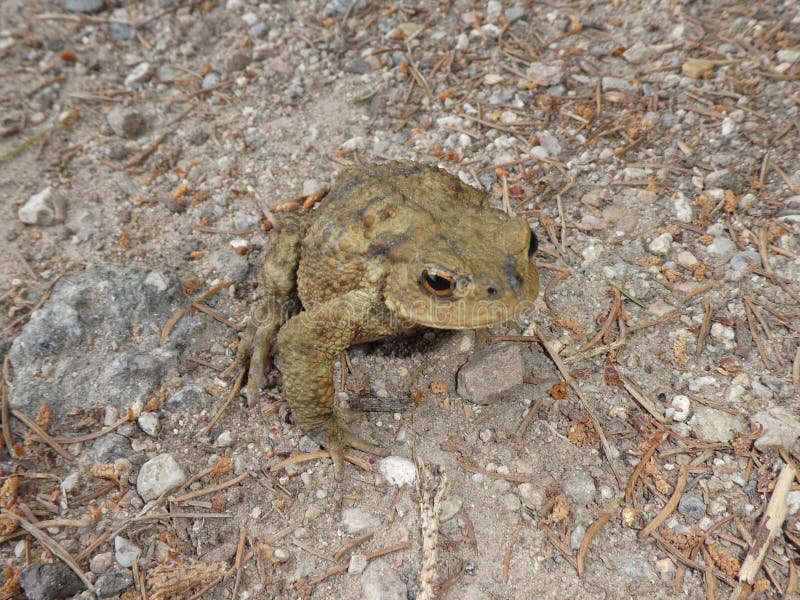 Sapo marrón grande imagen de archivo. Imagen de anfibio - 11531397
