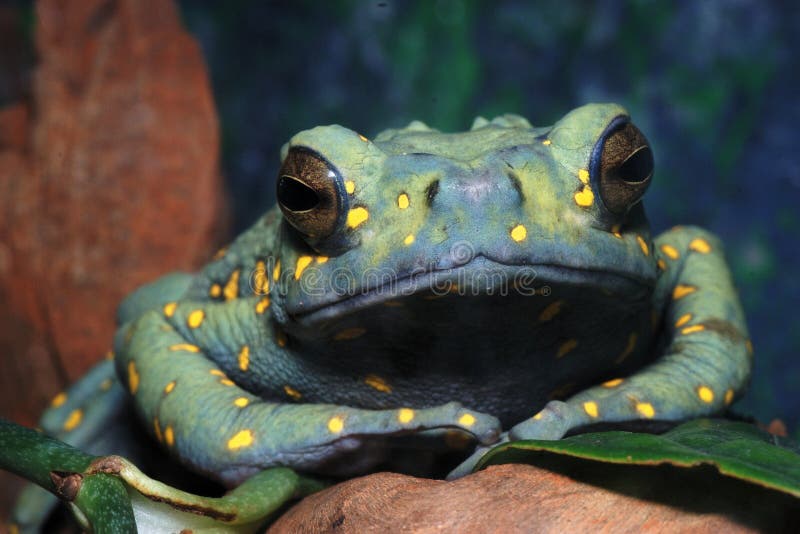 El Sapo Marrón En Naturaleza Foto de archivo - Imagen de fangoso, vida ...