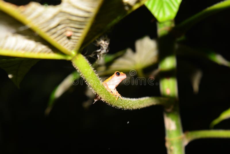 Sapo Muito Pequeno Na Selva Das Amazonas, Peru Foto de Stock - Imagem ...