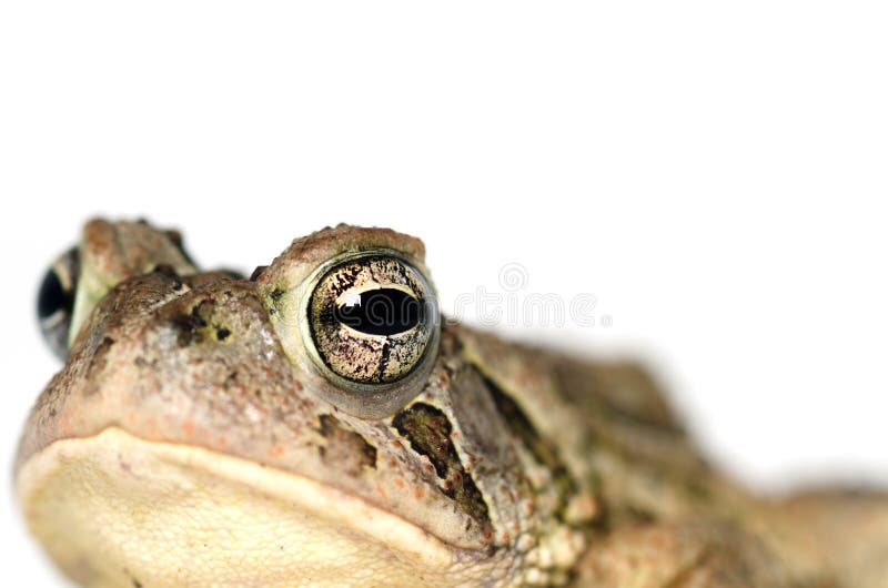 Sapo no fundo branco foto de stock. Imagem de macro, warty - 19852868