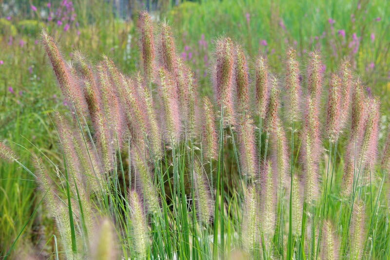 Sapo imagem de stock. Imagem de semente, fruta, frutas - 157434827