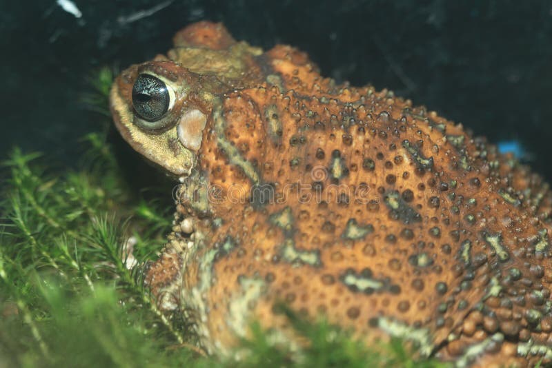 El Sapo Cubano, Empusus De Bufo, En Blanco Imagen de archivo - Imagen ...