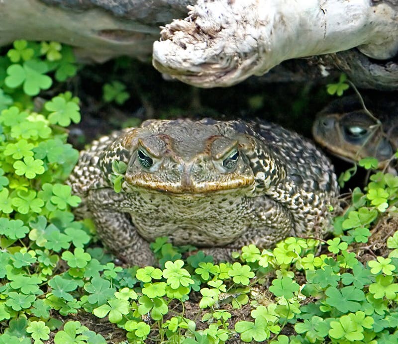 Sapo rococó 1 imagen de archivo. Imagen de ecología, arrastramiento ...