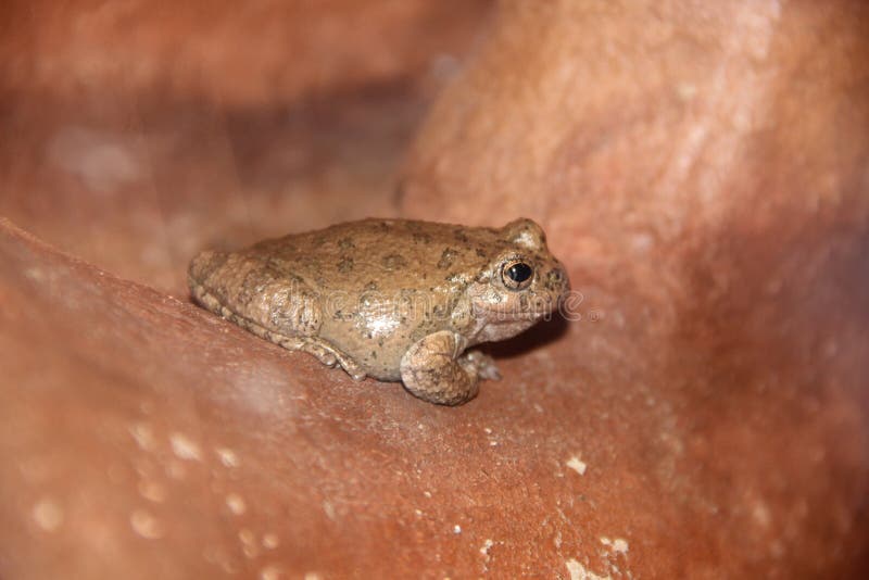 Sapo Rojo-manchado (punctatus De Bufo) Foto de archivo - Imagen de ...
