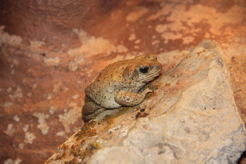 4,312 Sapo Rojo Fotos de stock - Fotos libres de regalías de Dreamstime