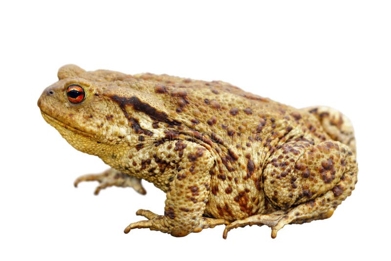 Sapo sobre blanco imagen de archivo. Imagen de cierre - 76863747