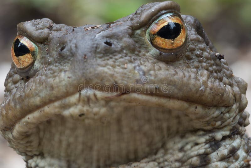 Sapo verdadero imagen de archivo. Imagen de rana, mirada - 98196535