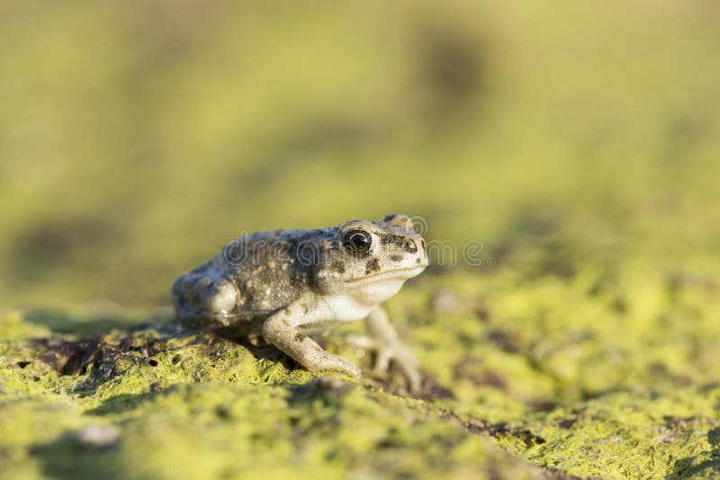 Sapo verde foto de stock. Imagem de coldblooded, feio - 39566258