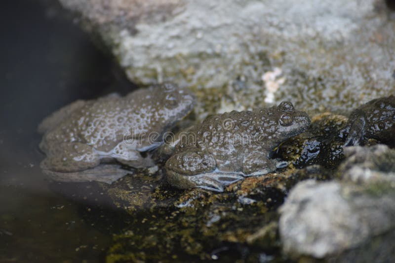 Sapo Yellow-bellied foto de archivo. Imagen de arcilla - 120479880
