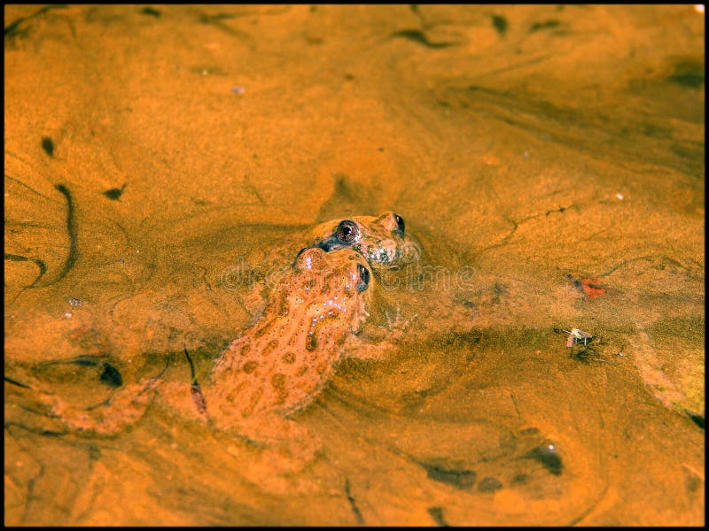 Sapo Yellow-bellied foto de archivo. Imagen de salvaje - 92581718