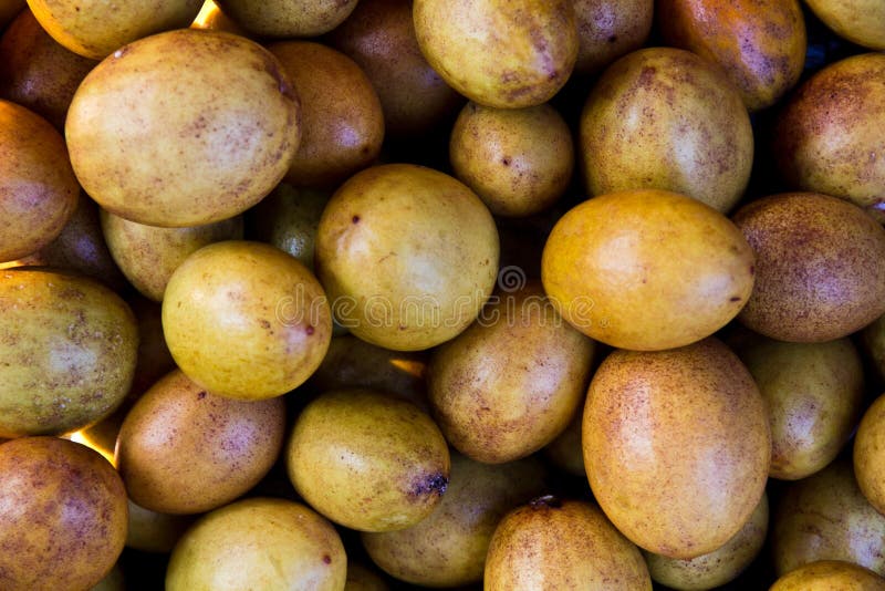 The Sapodilla. stock image. Image of juicy, diet, fresh - 23736359