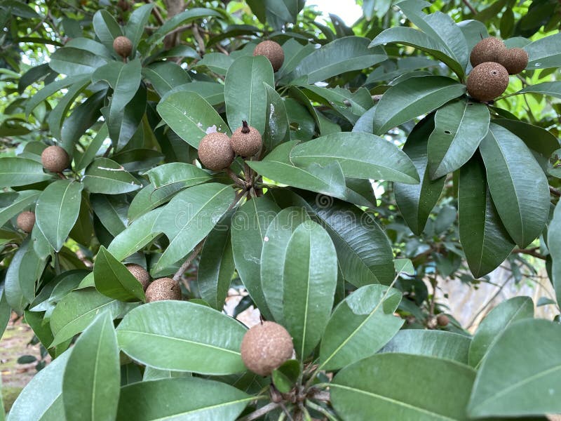Manilkara Zapota or Sapodilla, the Fruit Has a Sweet Fresh Taste from ...
