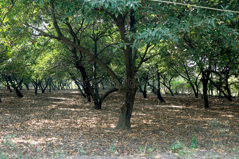 Sapodilla Chiku Chikoo Trees Farm Stock Photo - Image of sapodilla ...