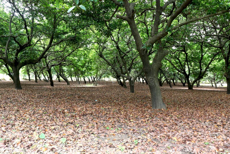 Sapodilla Chiku Chikoo Trees Farm Stock Image - Image of chiku, food ...