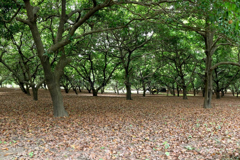 Sapodilla Chiku Chikoo Trees Farm Stock Image - Image of outside ...